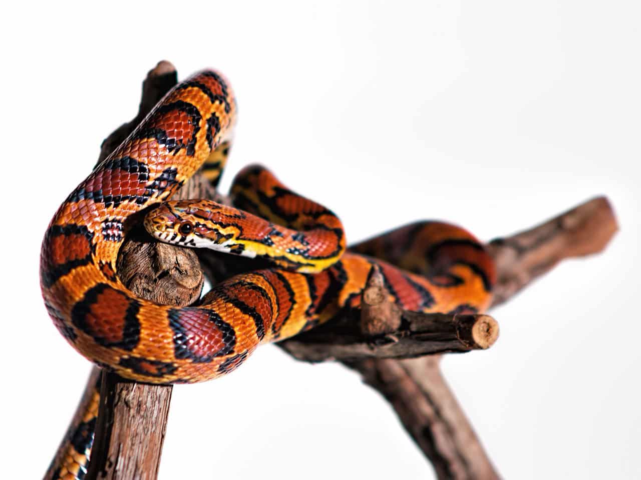 Which snakes are suitable for beginners? - ReptileStartUp.com