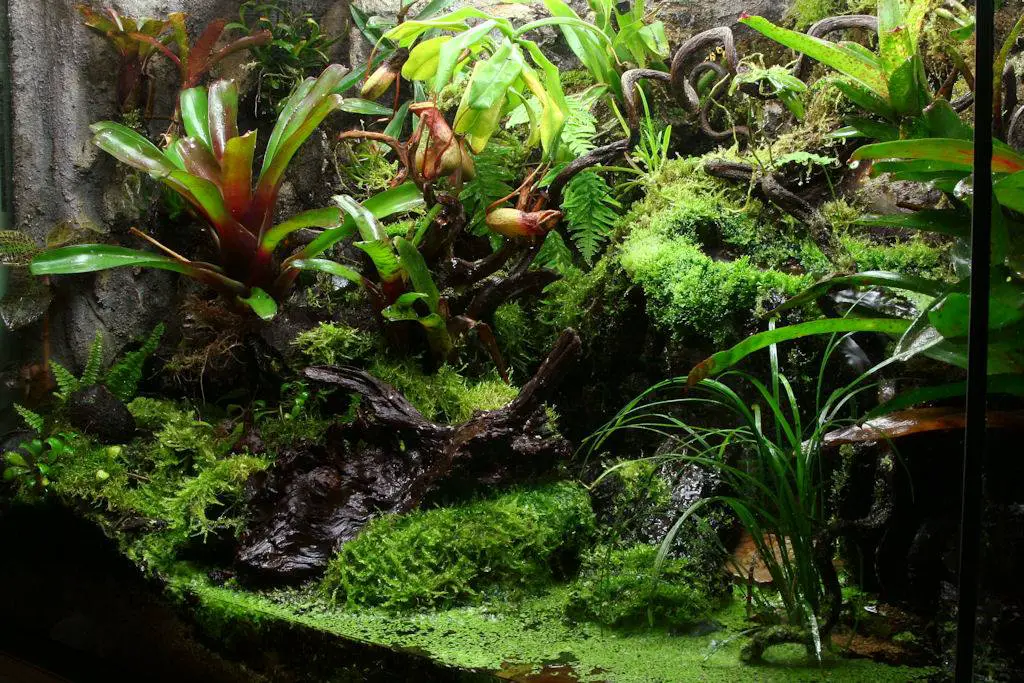 design elements in tropical forest terrarium? - ReptileStartUp.com