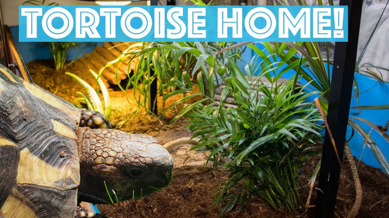 how to setup your terrarium for tortoises? - ReptileStartUp.com