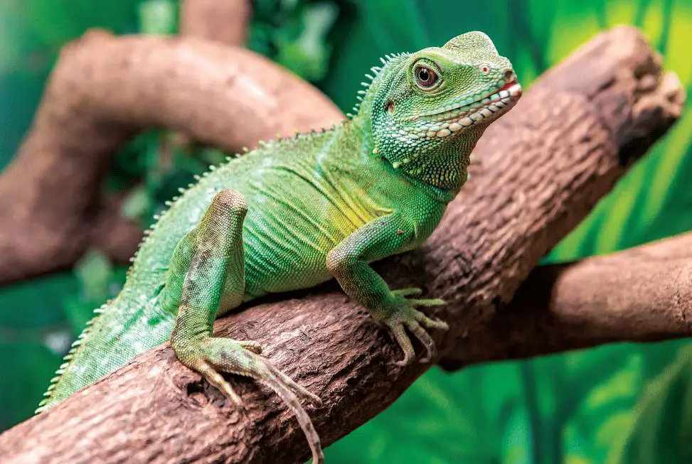 Guides - ReptileStartUp.com