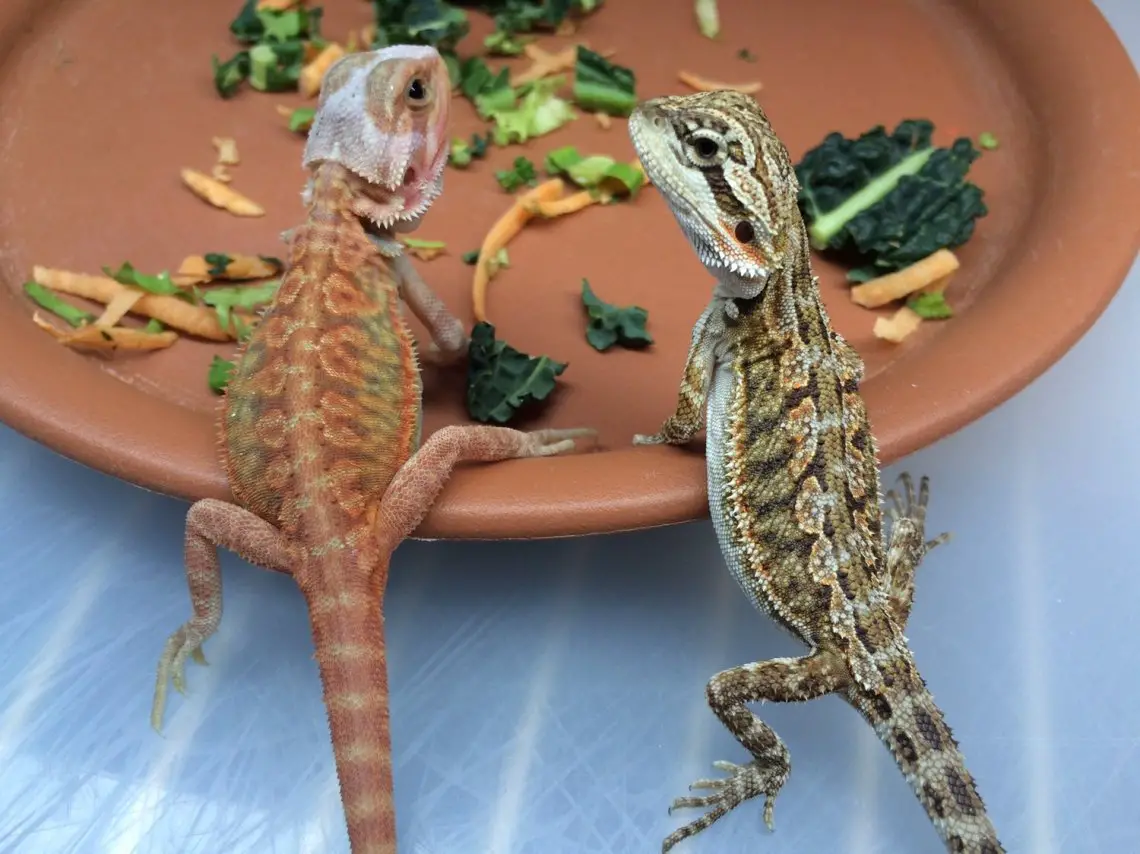 Can Bearded Dragons Eat Turkey? - ReptileStartUp.com