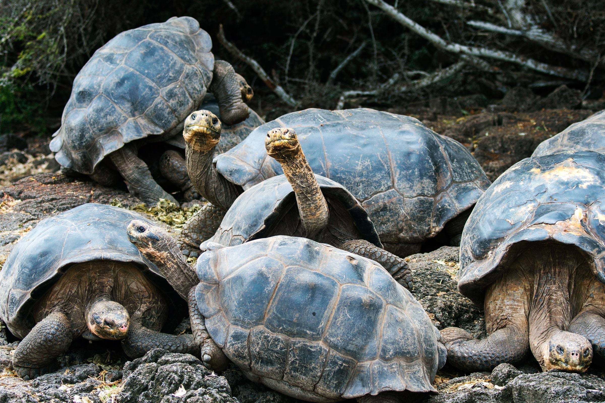 Can You Ride a Giant Tortoise Without Breaking Its Shell ...