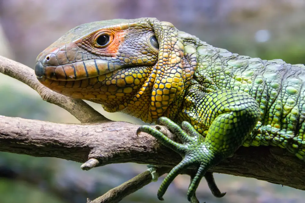 Everything You Ever Wanted to Know About Caiman Lizards ...